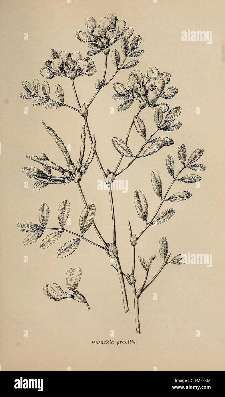 'The Wild Flowers of California' highlights the diverse flora of ...