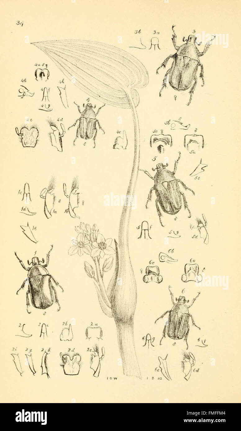 Arcana entomologica, or, Illustrations of new, rare, and interesting ...