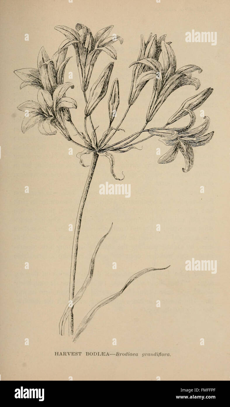 Illustrated botanical catalog page hi-res stock photography and images ...