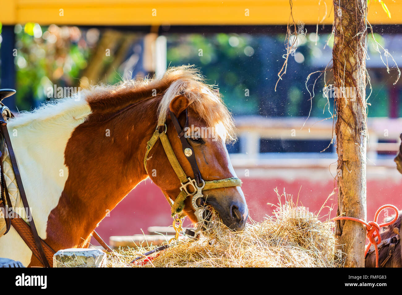 Arabian horse quarter horse hi-res stock photography and images - Alamy