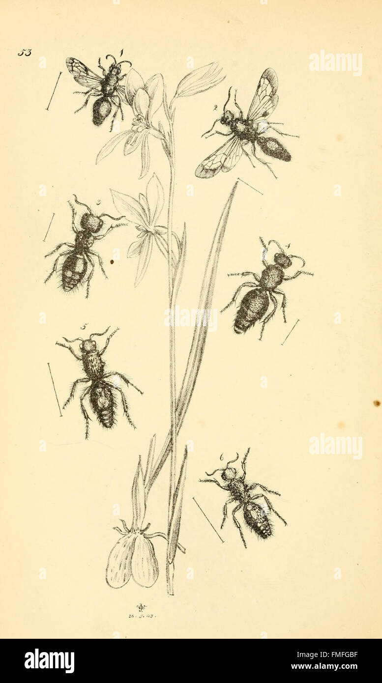 *Arcana Entomologica* illustrates new, rare, and intriguing insect ...