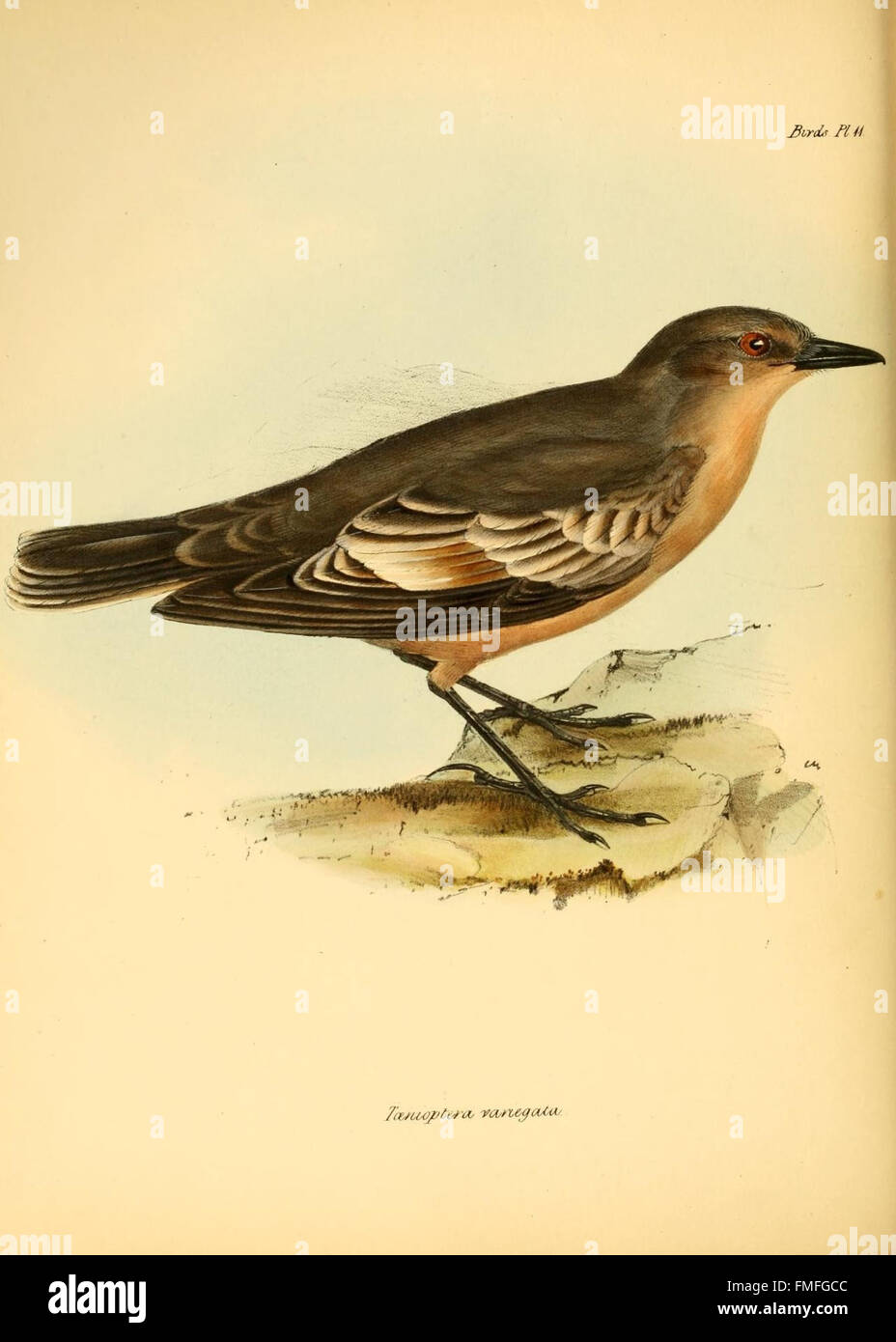 The zoology of the voyage of H.M.S. Beagle (Birds Pl. 13 Stock Photo ...