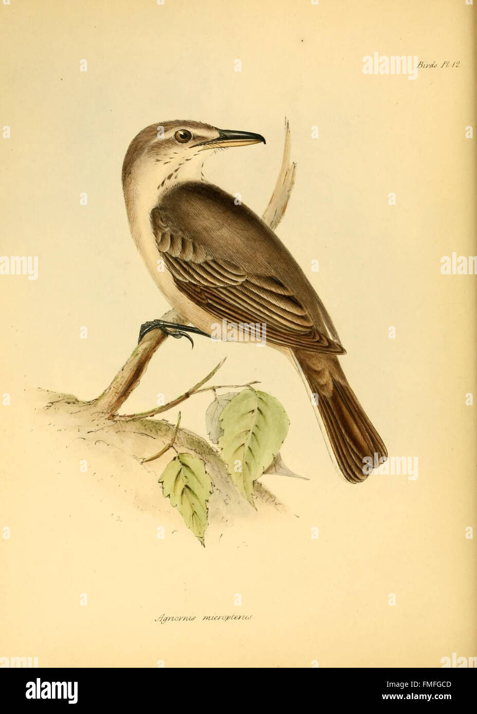 The zoology of the voyage of H.M.S. Beagle (Birds Pl. 14 Stock Photo ...