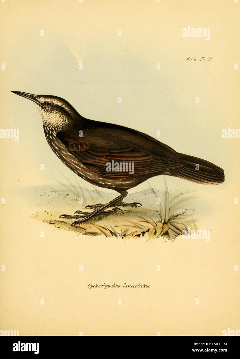 The zoology of the voyage of H.M.S. Beagle (Birds Pl. 20 Stock Photo ...