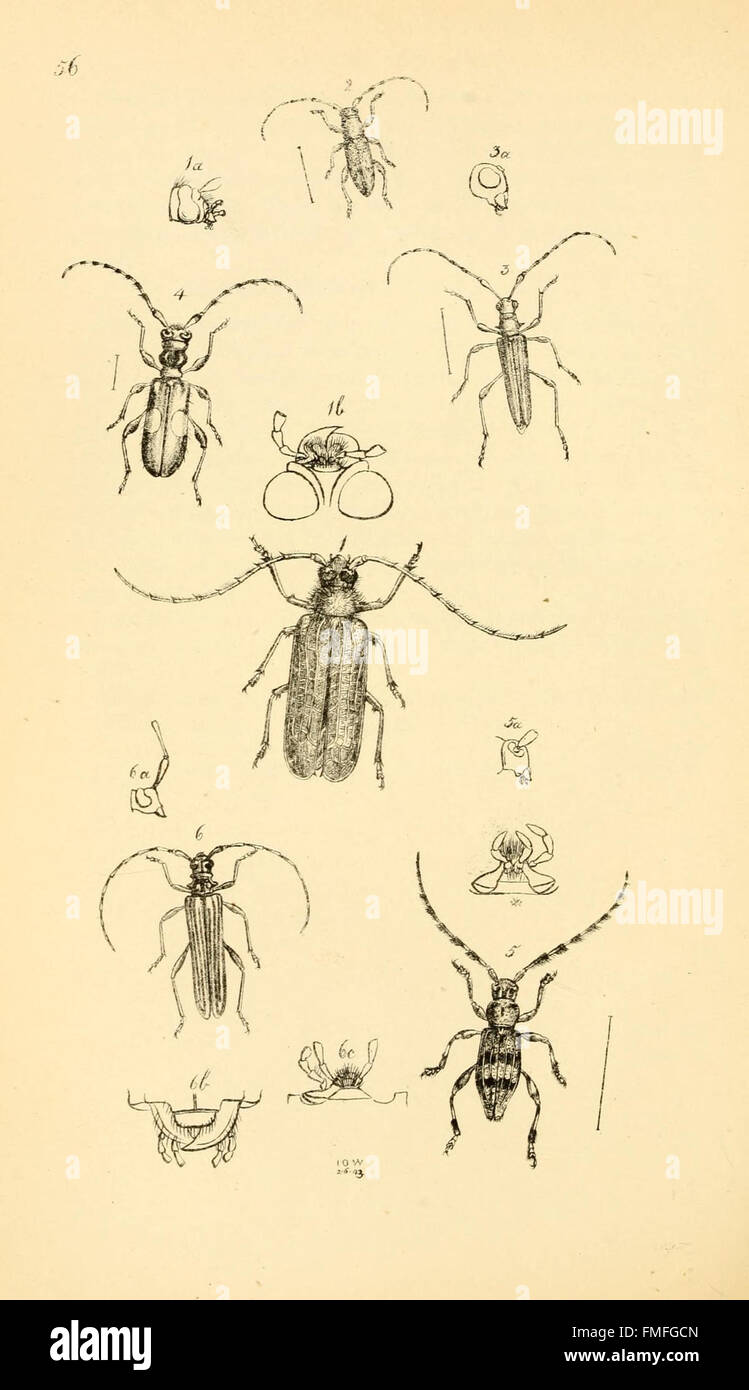 'Arcana Entomologica' illustrates rare and newly discovered insects ...