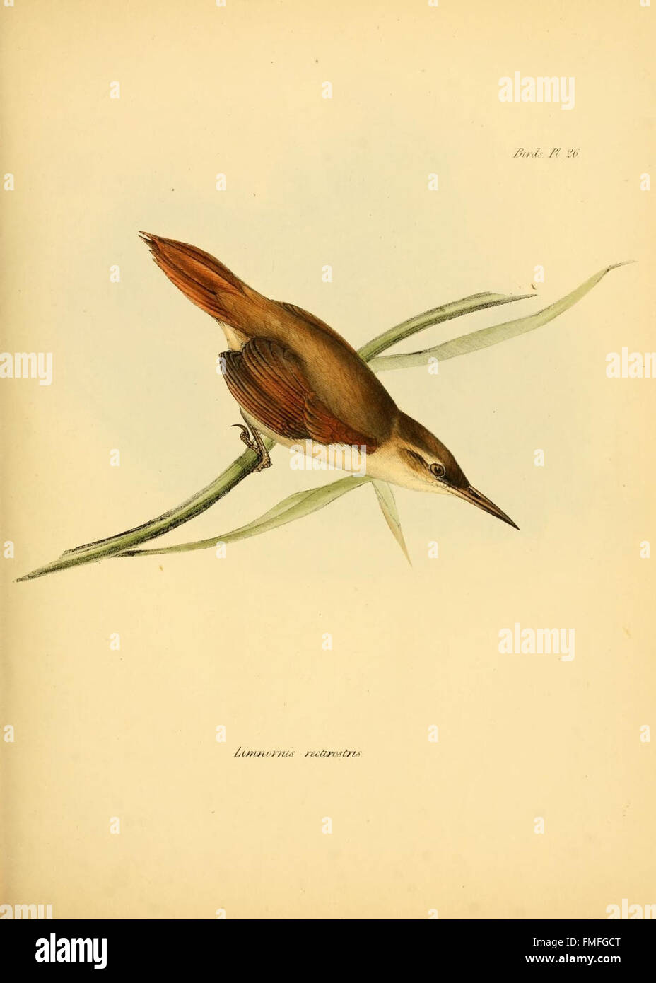 The zoology of the voyage of H.M.S. Beagle (Birds Pl. 25 Stock Photo ...