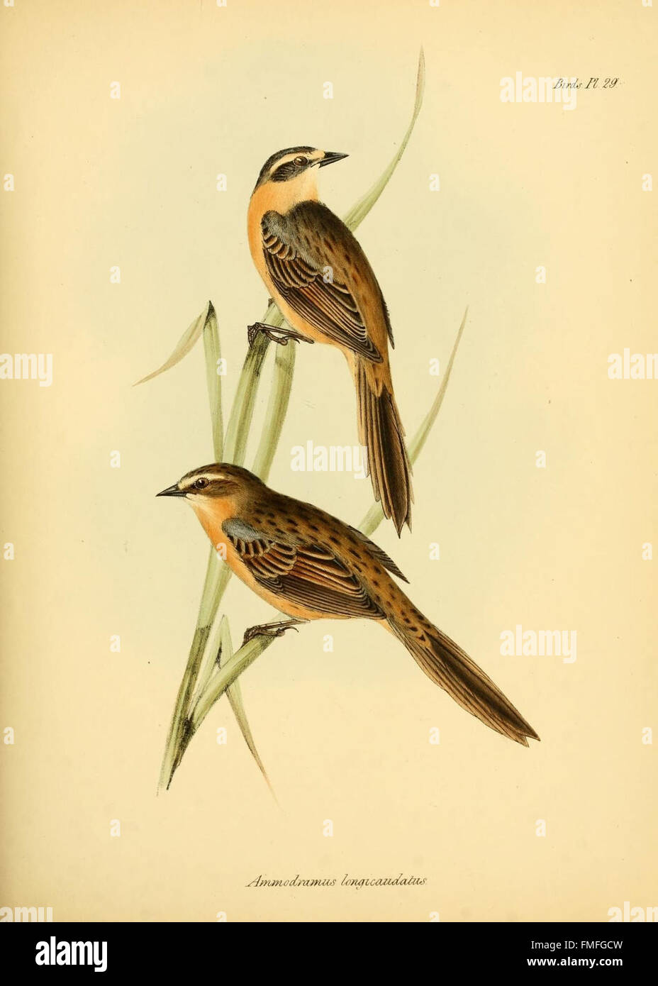 The zoology of the voyage of H.M.S. Beagle (Birds Pl. 29 Stock Photo ...