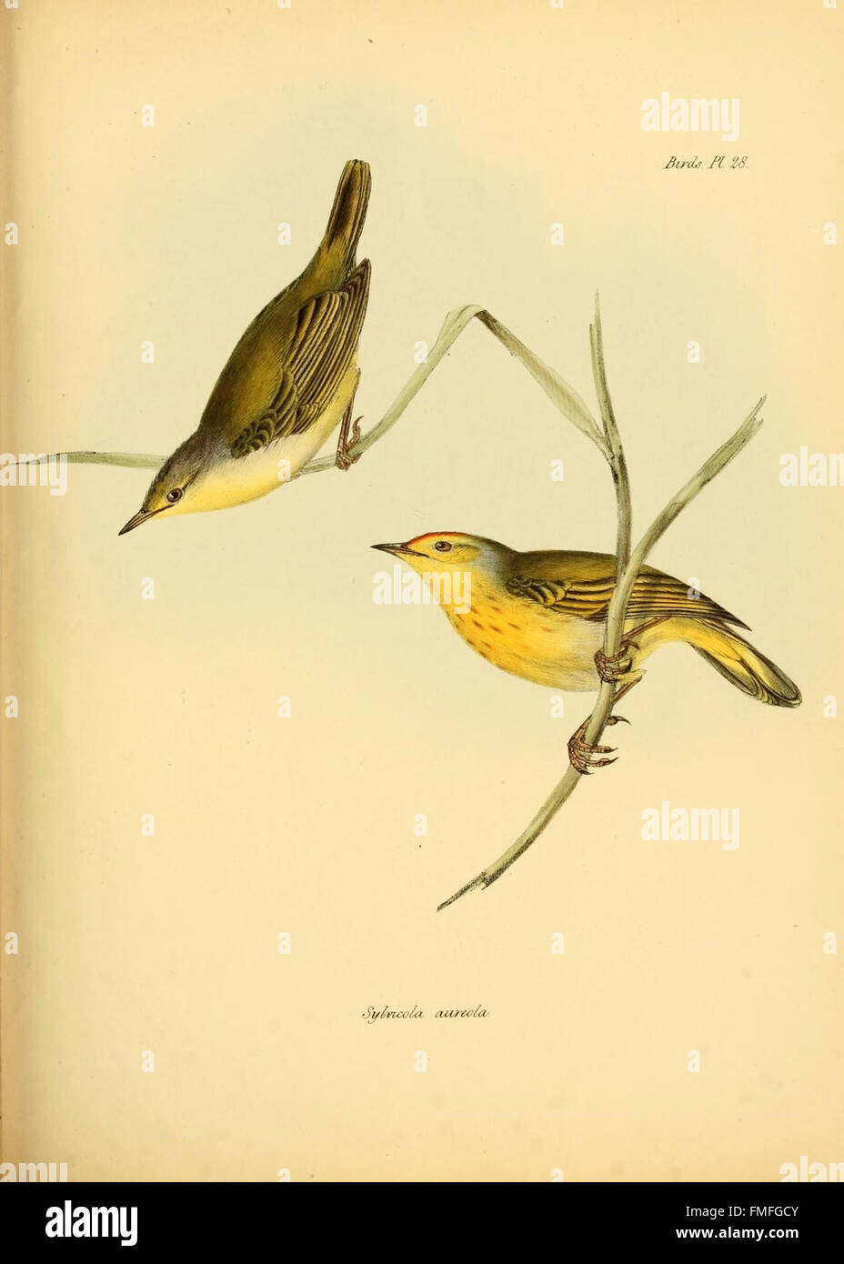 The zoology of the voyage of H.M.S. Beagle (Birds Pl. 28 Stock Photo ...