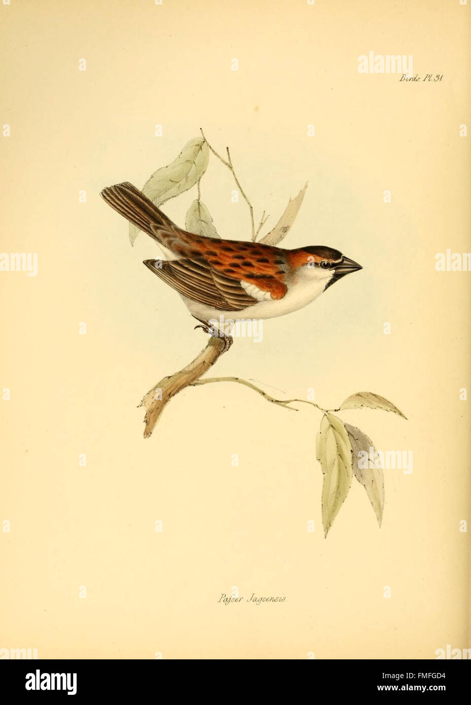 The 'Zoology of the Voyage of H.M.S. Beagle' presents an illustration ...