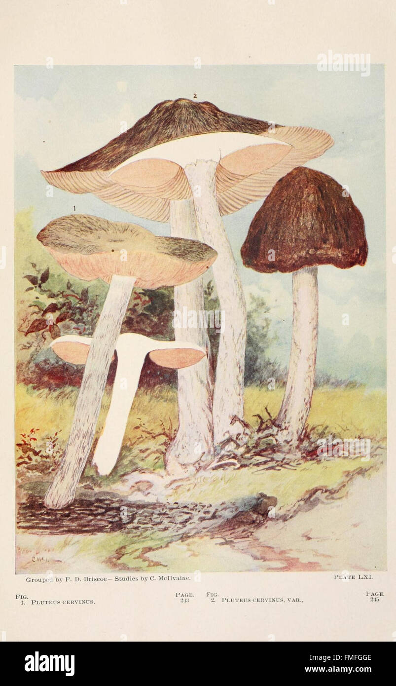 Toadstools, Mushrooms, Fungi, Edible and Poisonous (Plate LXI) provides ...