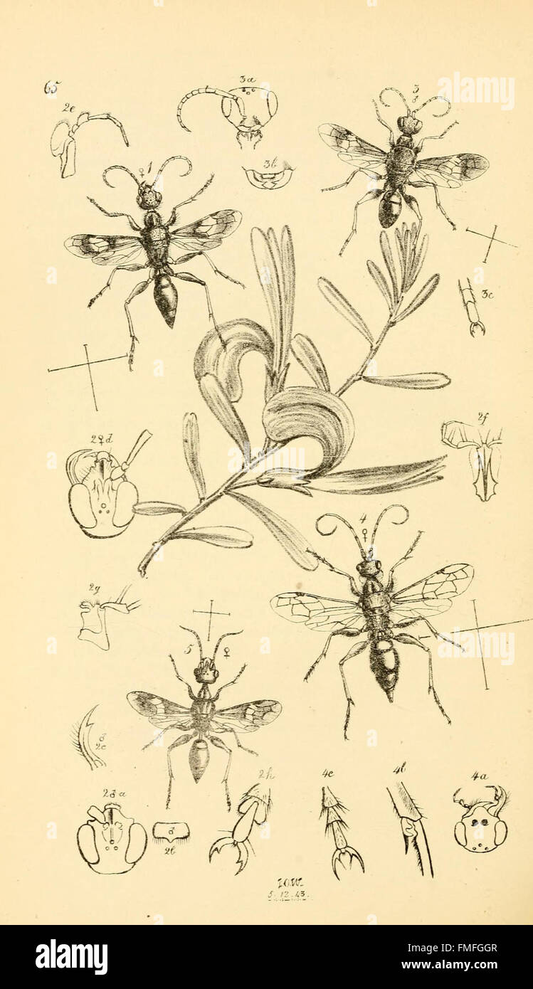 'Arcana Entomologica' presents illustrations of rare and newly ...