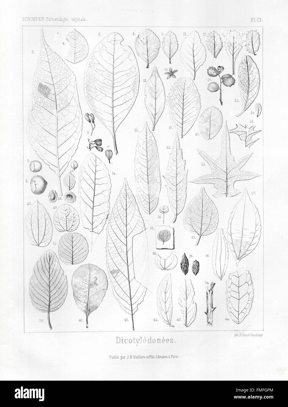 This French work presents a study of prehistoric plant life, detailing ...