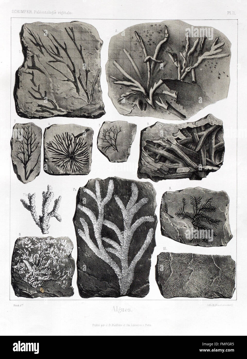 Plate II from 'Traité de Paléontologie Végétale' depicts prehistoric ...