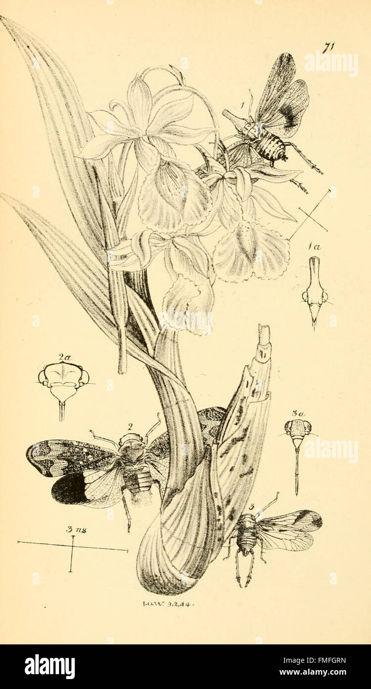 'Arcana Entomologica' presents rare and newly discovered insects, with ...