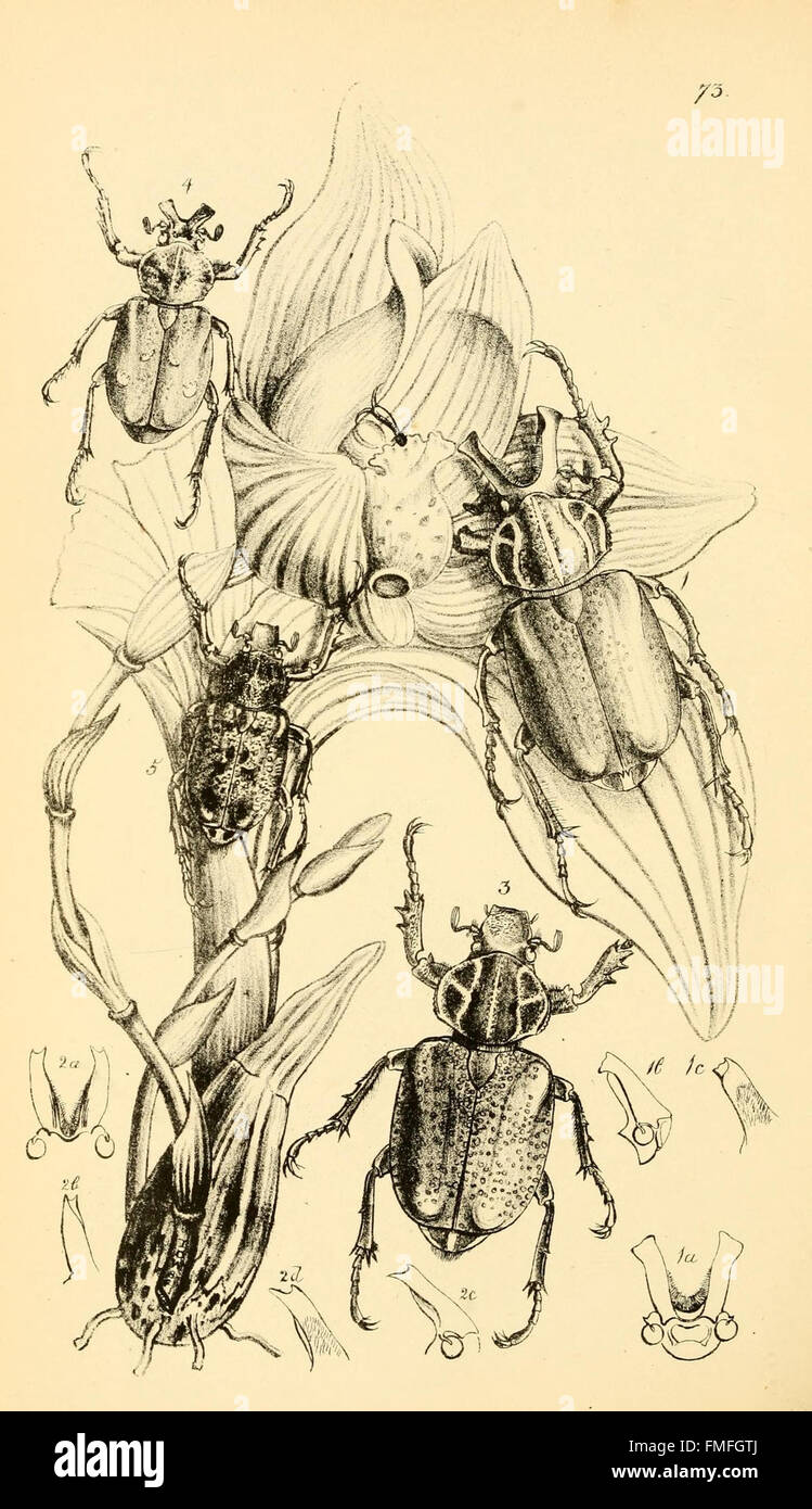 Plate 73 from 'Arcana Entomologica' features illustrations of newly ...
