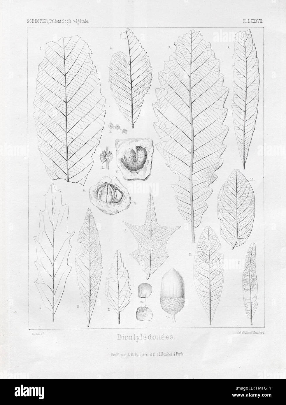 This plate illustrates early plant life, comparing ancient flora with ...