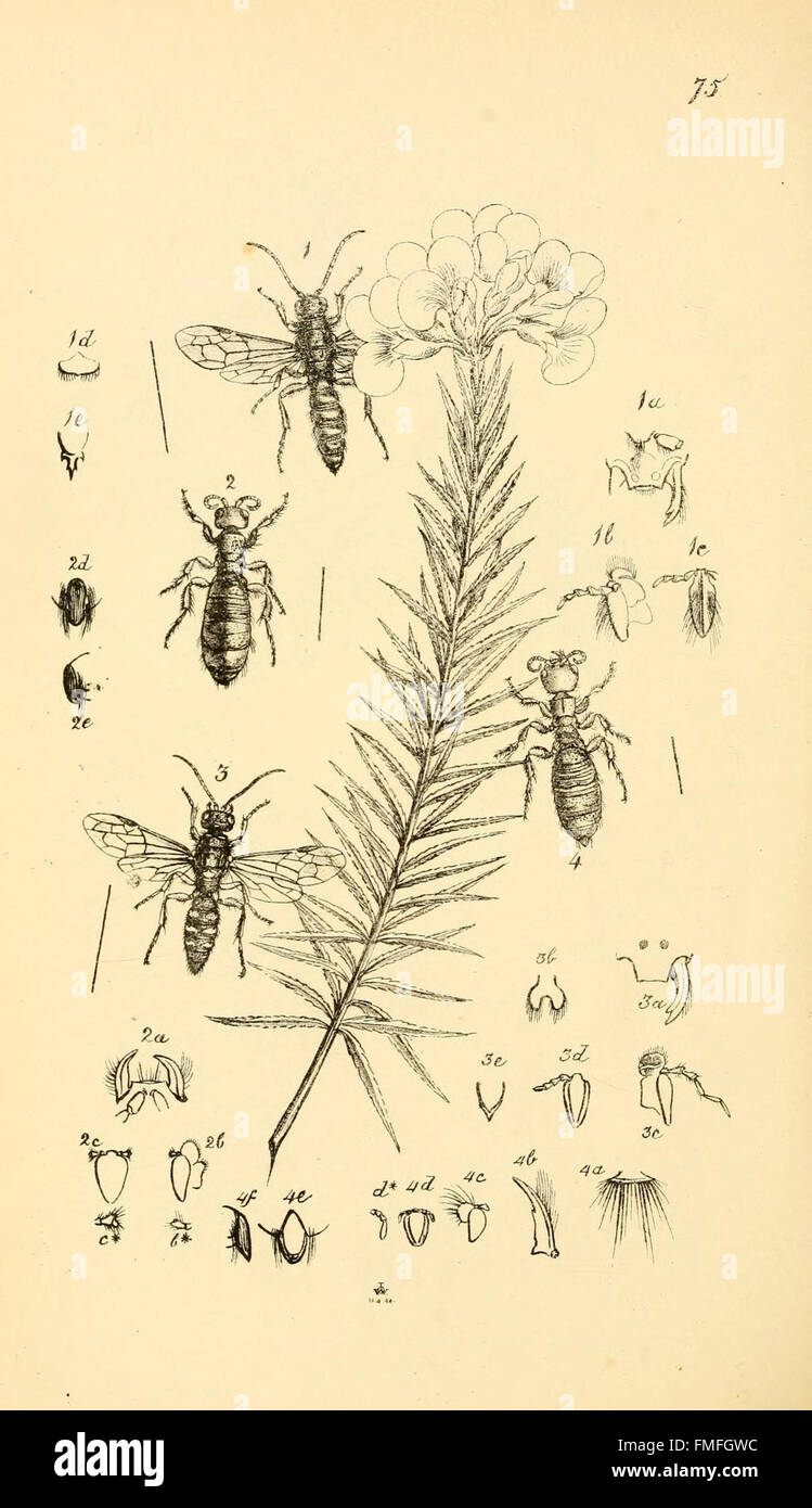 Plate 75 from 'Arcana Entomologica' features detailed illustrations of ...
