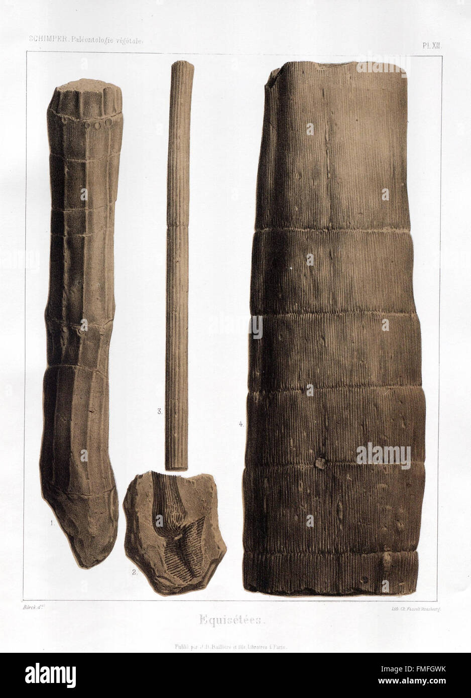 Plate XII from 'Traité de Paléontologie Végétale' explores the ancient ...