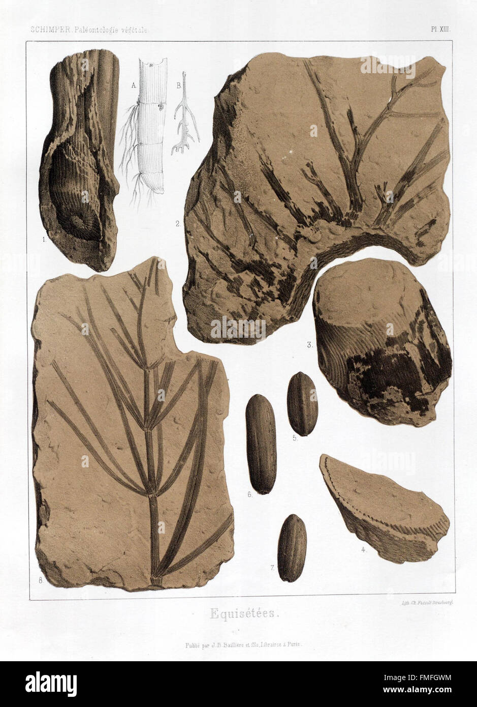 Plate XIII from *Traitée de paléontologie végétale* depicts ancient ...