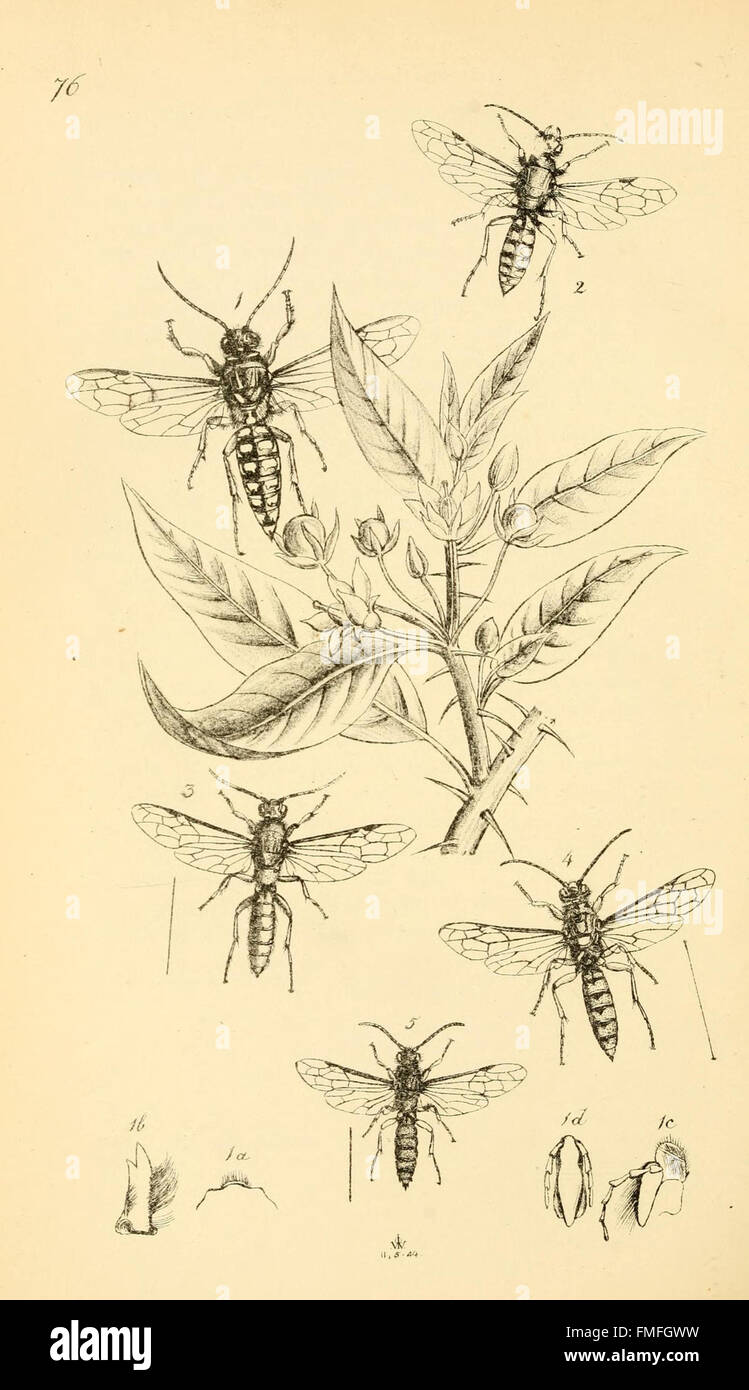 Plate 76 from 'Arcana Entomologica' features illustrations of newly ...