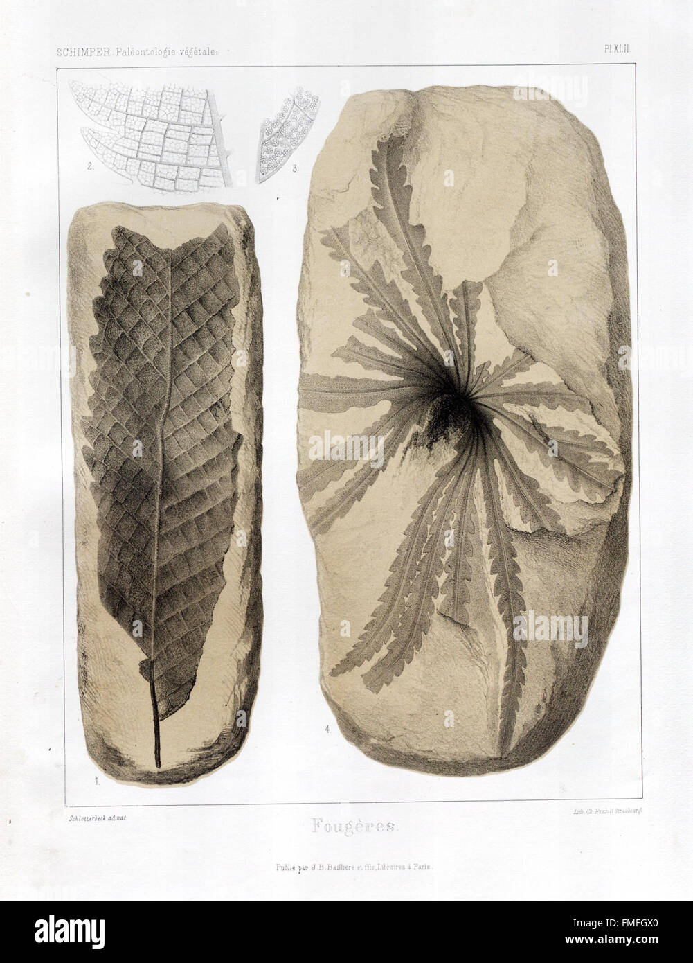 This plate from the work 'Traité de Paléontologie Végétale' depicts the ...