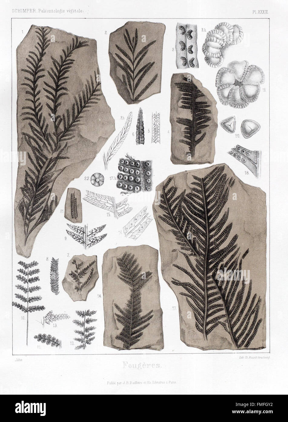 Plant fossils hi-res stock photography and images - Alamy