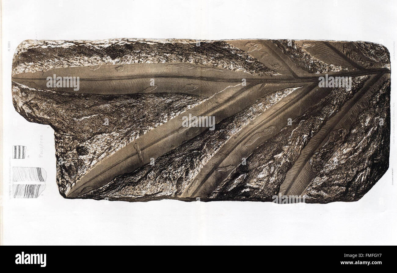 This plate from the 'Traitée de Paléontologie Végétale' explores the ...