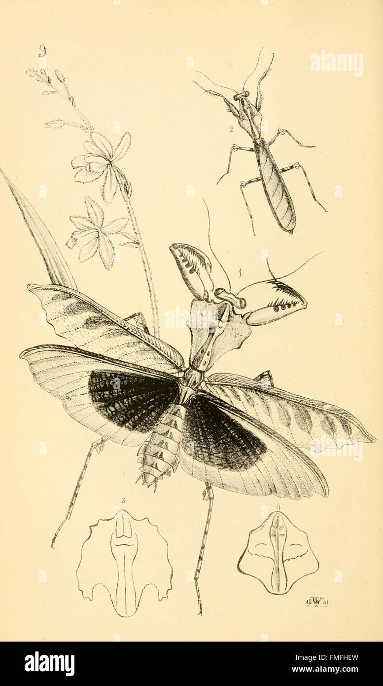 Plate 9 from 'Arcana Entomologica' showcases detailed illustrations of ...