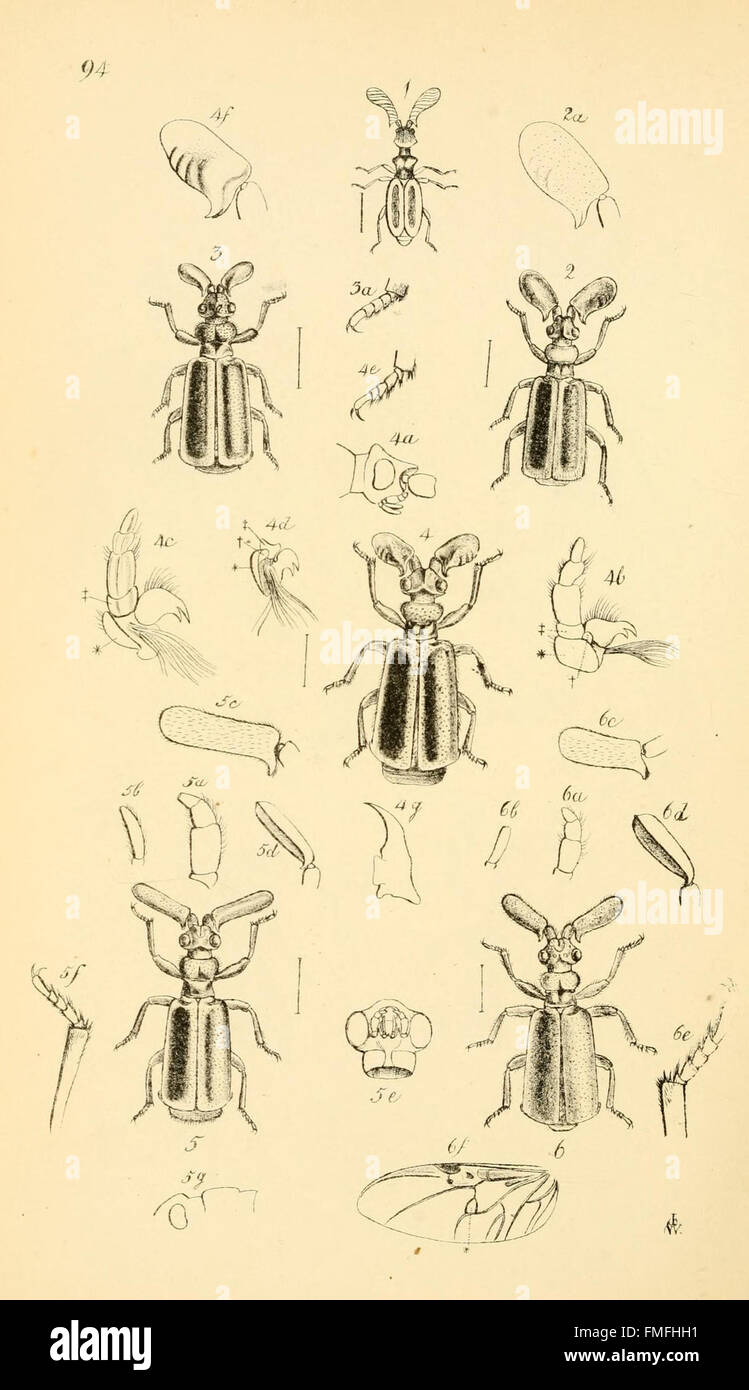 Plate 94 from 'Arcana Entomologica' presents new and rare insect ...