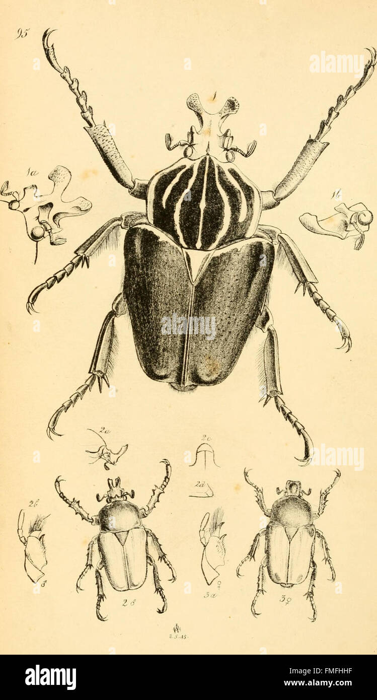 'Arcana Entomologica' showcases rare and newly discovered insect ...
