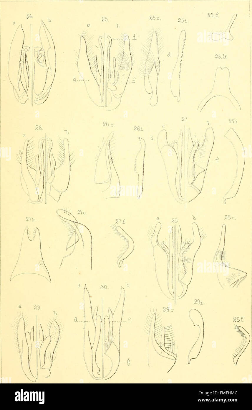A publication from the Russian Entomological Society, presenting a ...