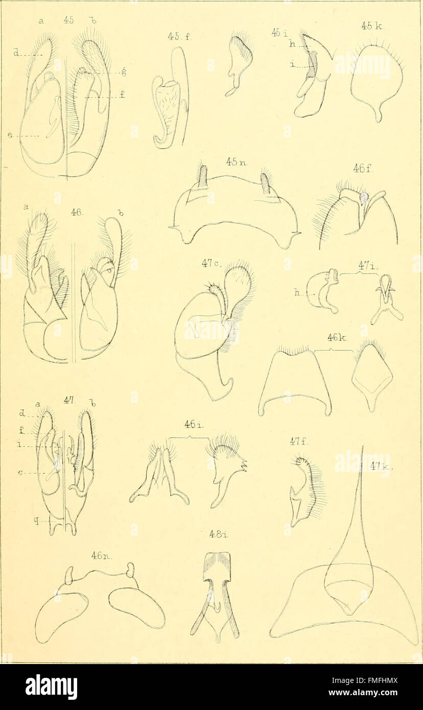 This 1886 publication by the Russian Entomological Society presents ...
