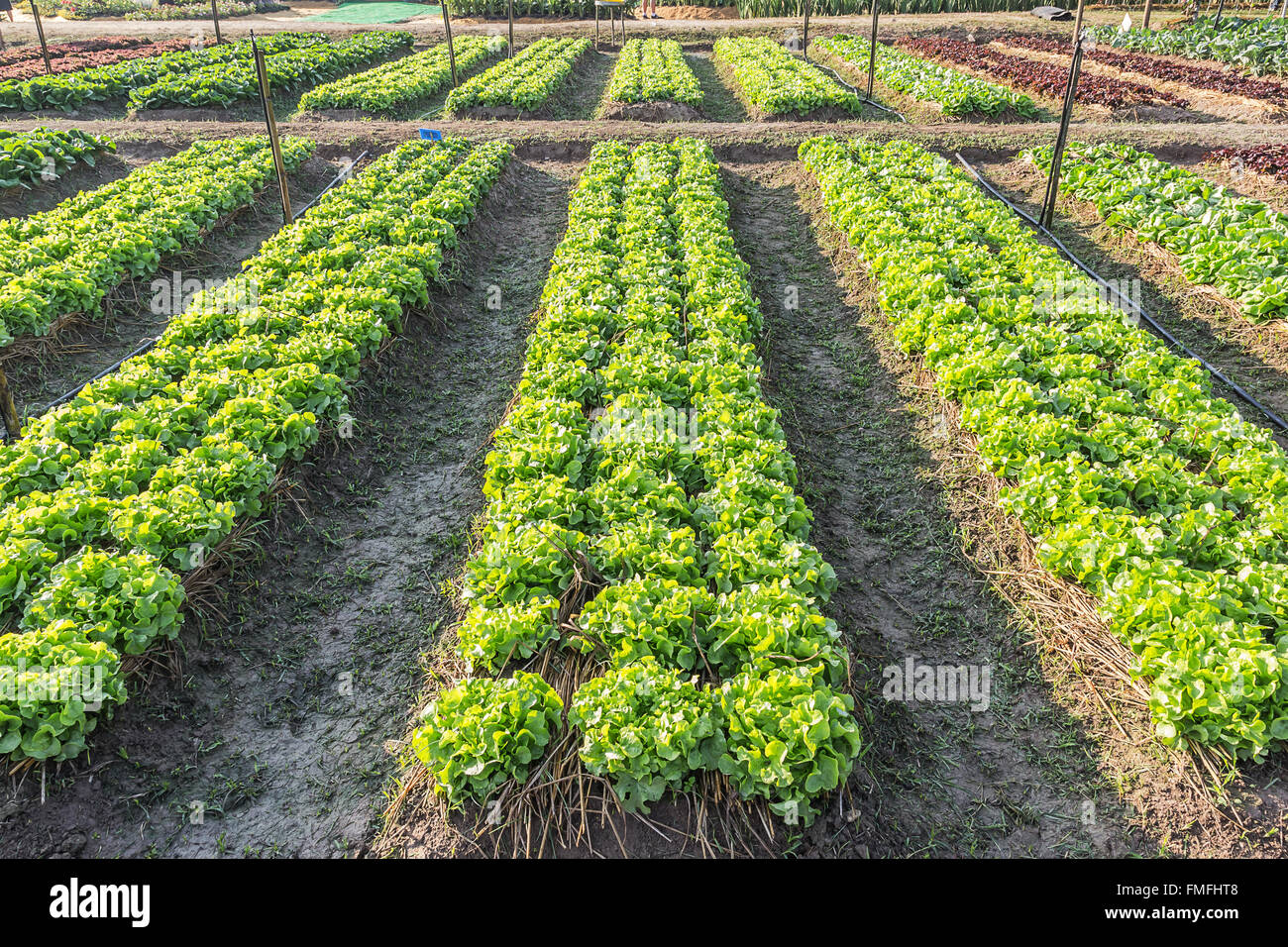 Plant plots hi-res stock photography and images - Alamy