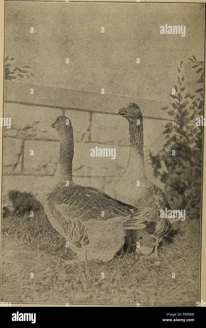 'Turkeys, Ducks, and Geese' (1909) provides detailed descriptions and ...