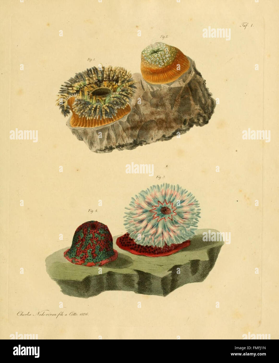 A scientific study on polyps and sea anemones (Actiniae), featured in ...