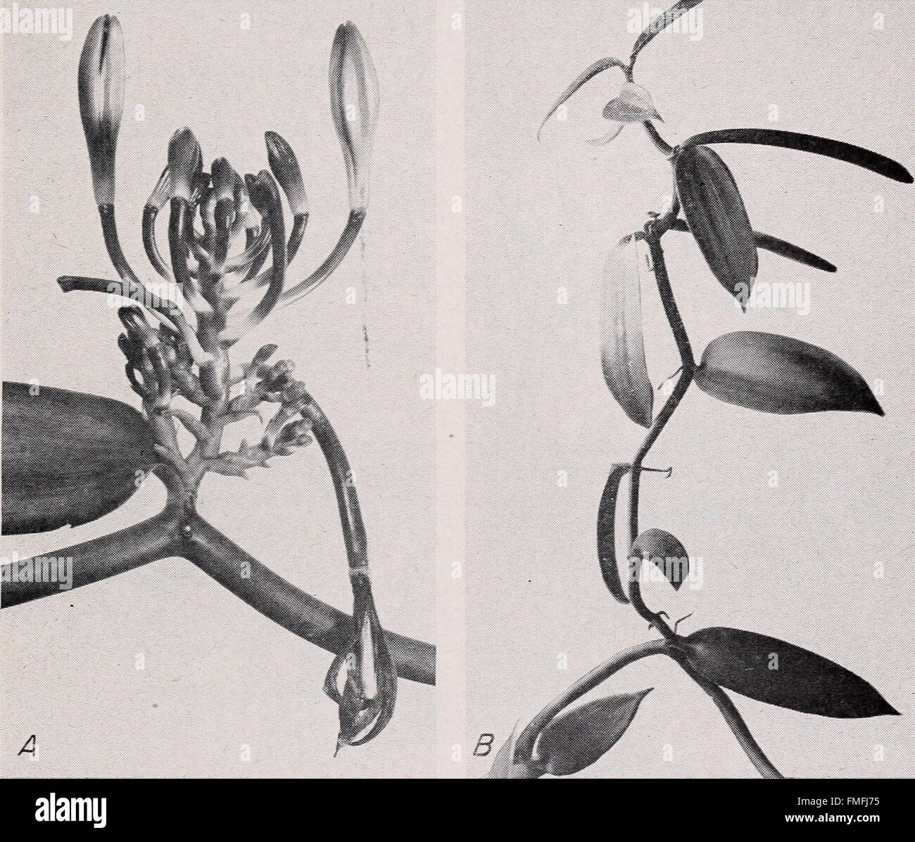 *Vanilla Culture in Puerto Rico* (1948) outlines the methods of ...