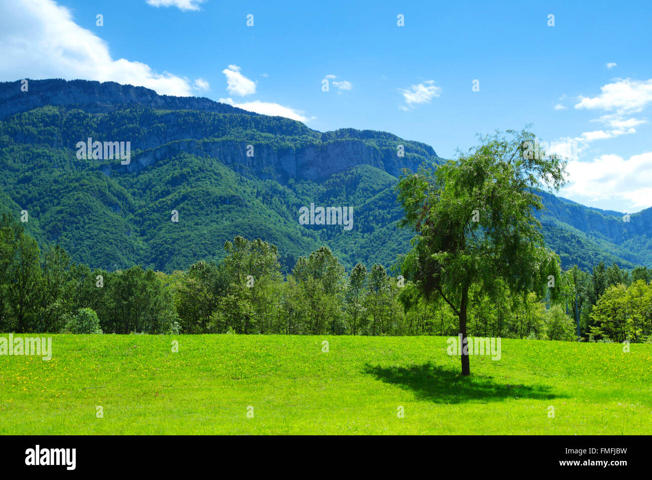 a beautiful view of the alps tree on grass field Stock Photo - Alamy