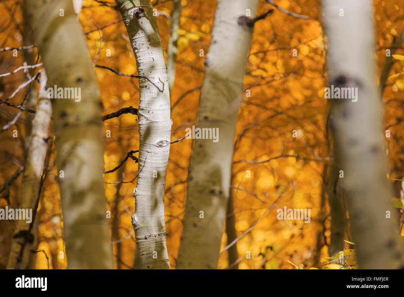 Beautiful fall color at June Lake Loop, California Stock Photo - Alamy