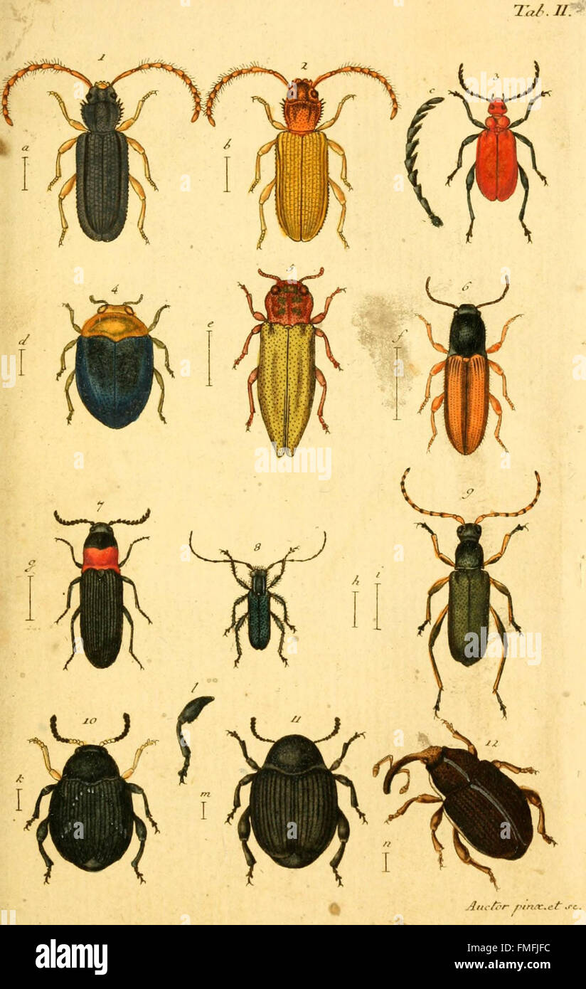 Tab II from the 'Verzeichniss meiner Insecten-Sammlung' presents a ...