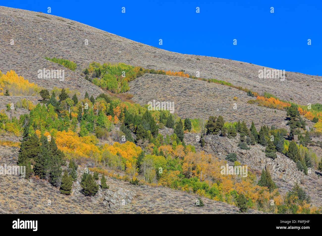 Beautiful fall color at June Lake Loop, California Stock Photo - Alamy