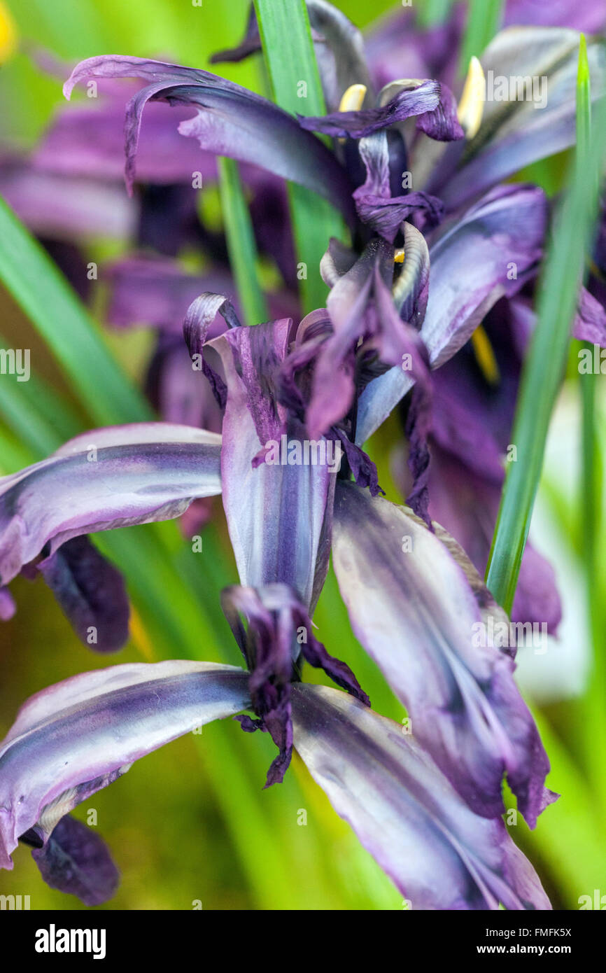 Iris reticulata 'George'. Detail flower Stock Photo - Alamy