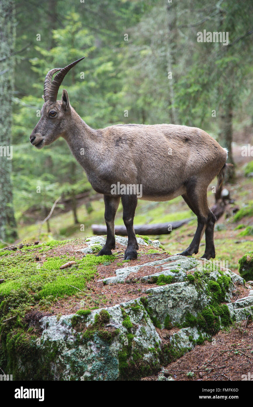 Female alpine ibex, Capra ibex, standing on a rock in a wood Stock ...