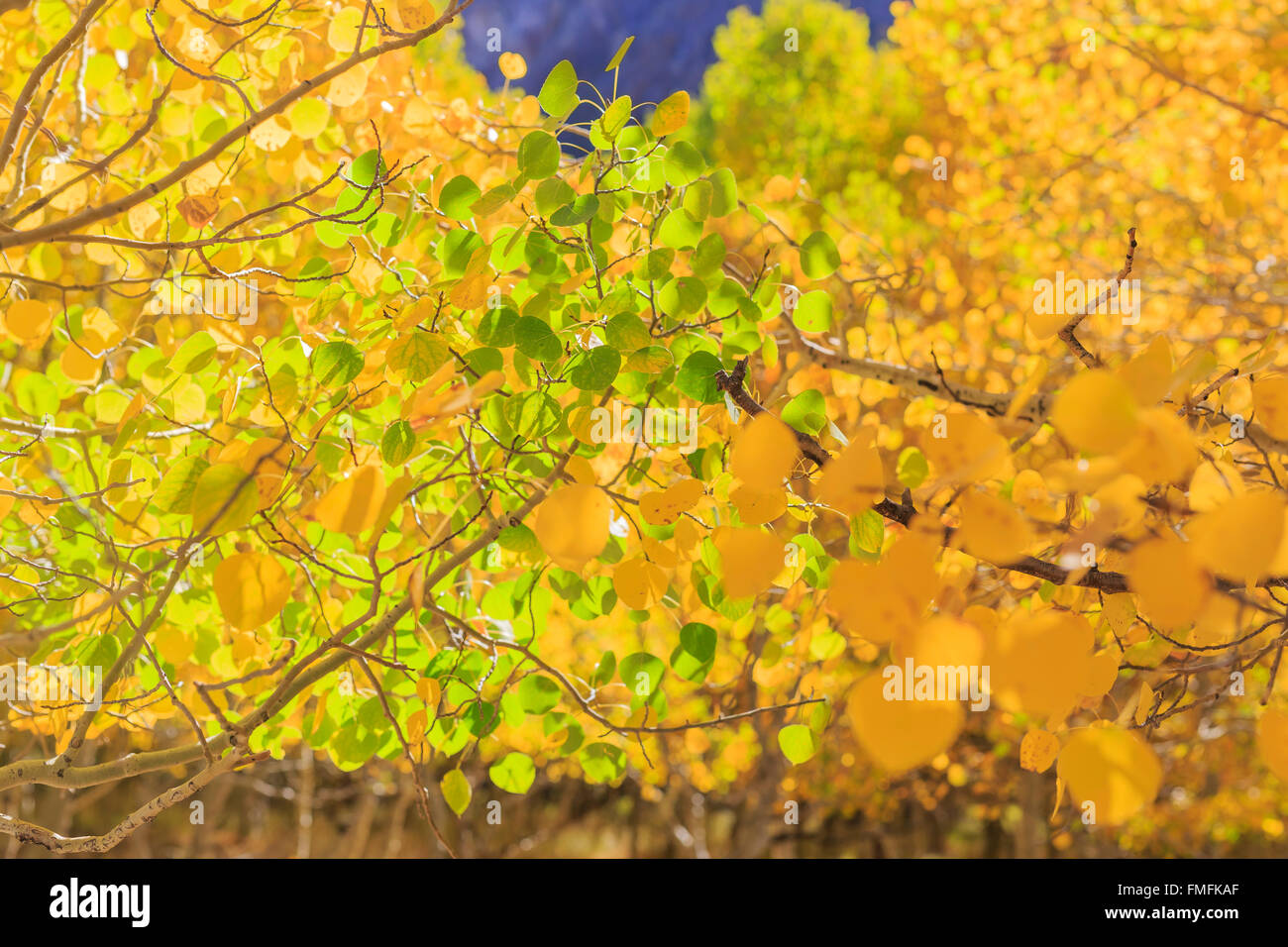 Beautiful fall color at June Lake Loop, California Stock Photo - Alamy