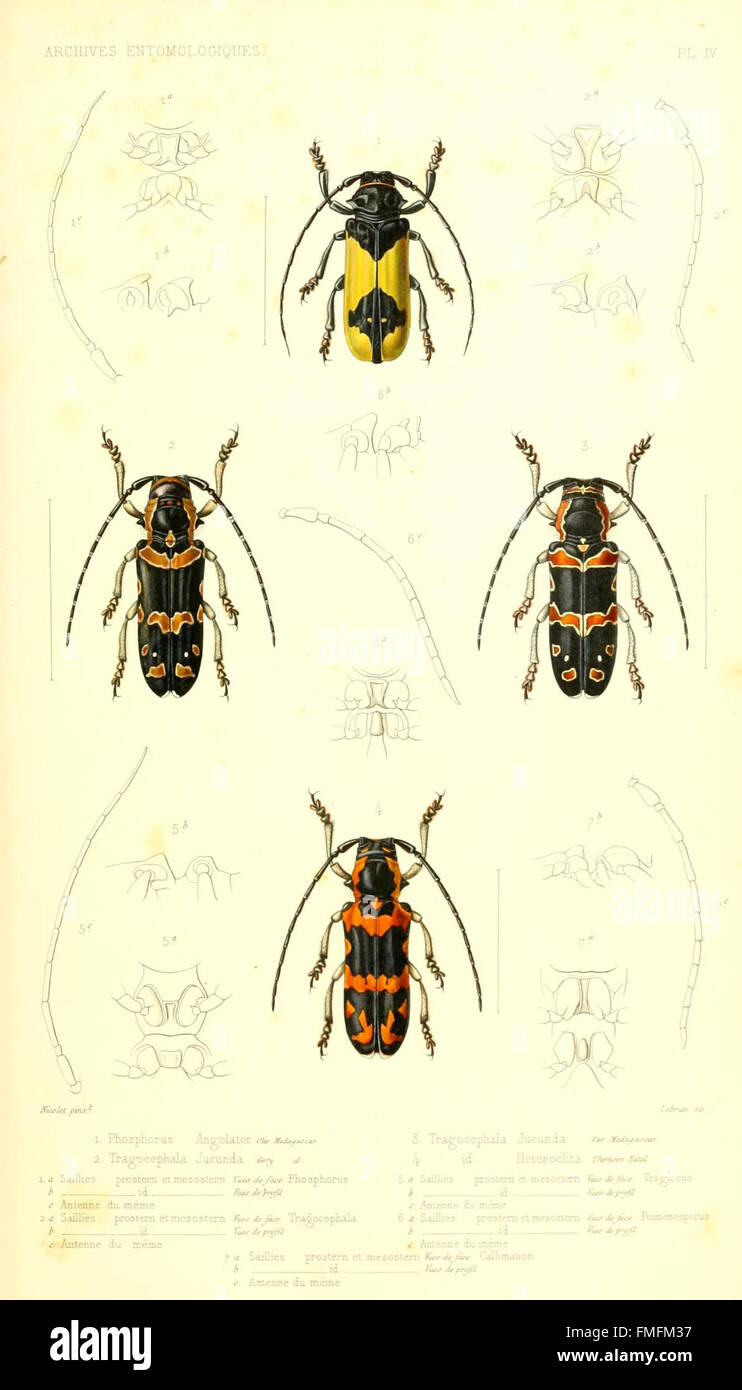 Plate IV from 'Archives Entomologiques' offers detailed illustrations ...