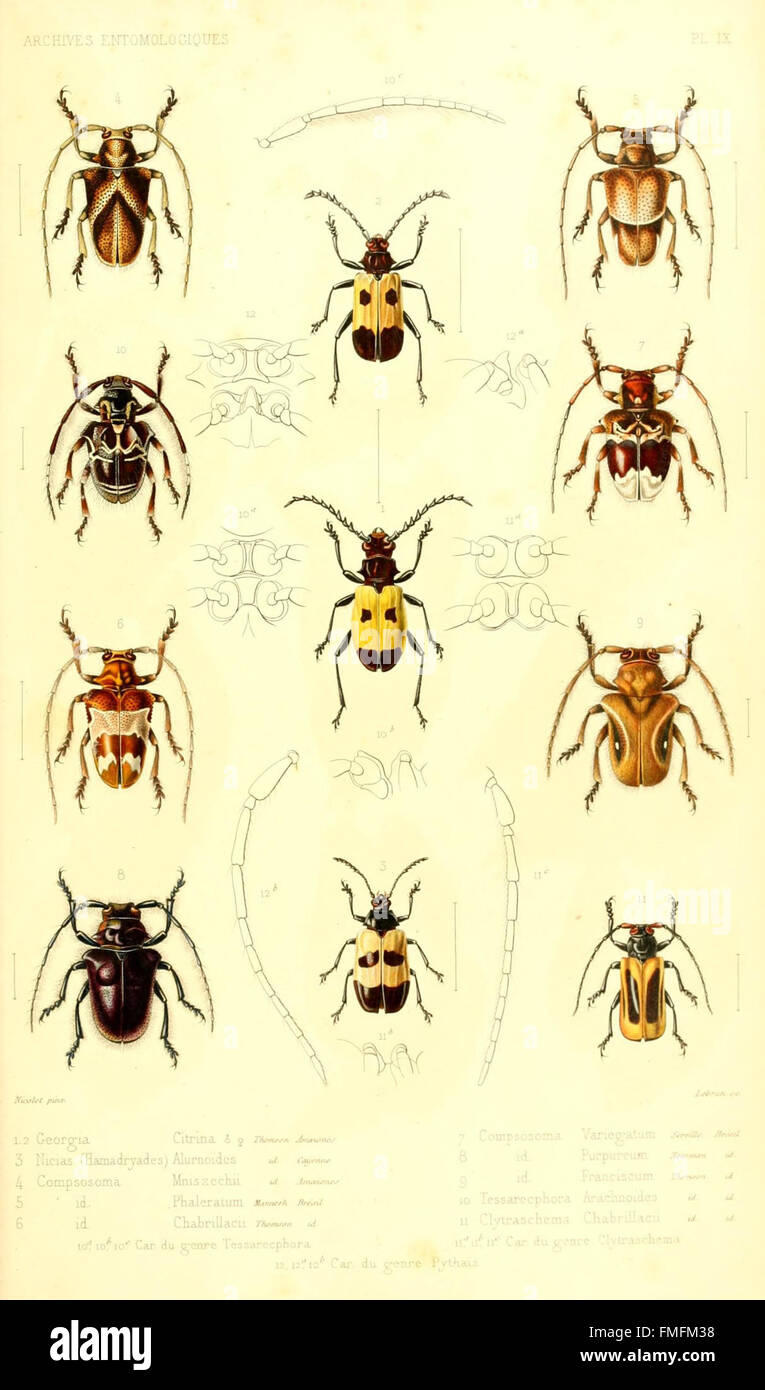 This plate features illustrations of new or rare insect species ...