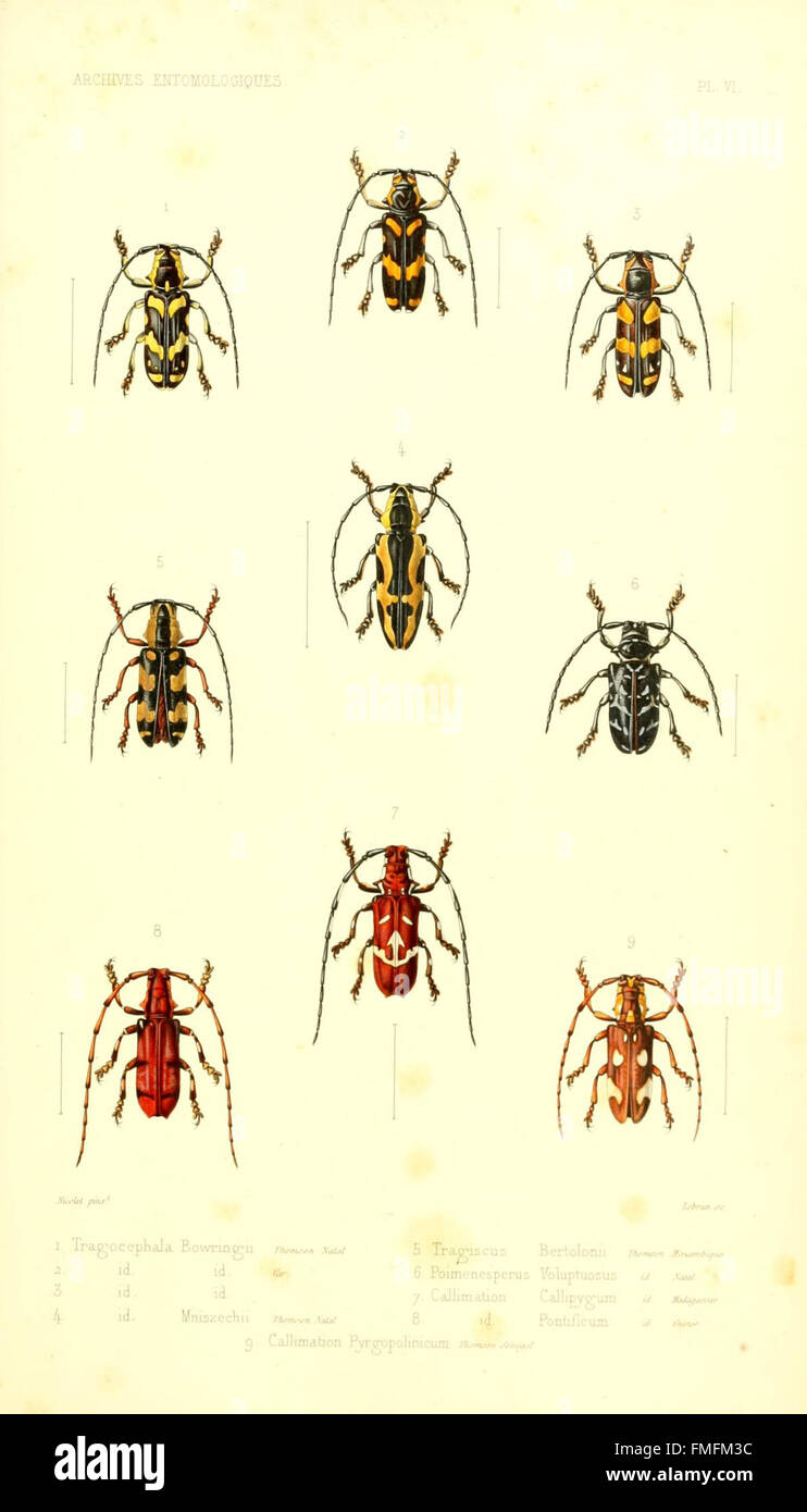 This plate from the 'Archives Entomologiques' features rare and newly ...