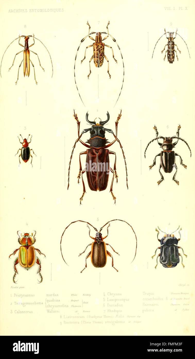 The 'Archives Entomologiques' features rare and newly discovered insect ...