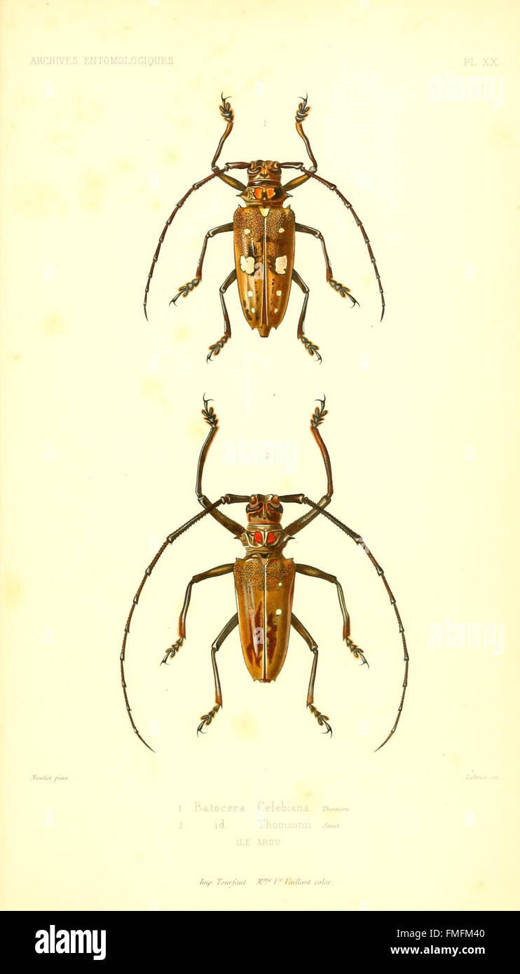 *Archives Entomologiques* presents detailed illustrations of newly ...