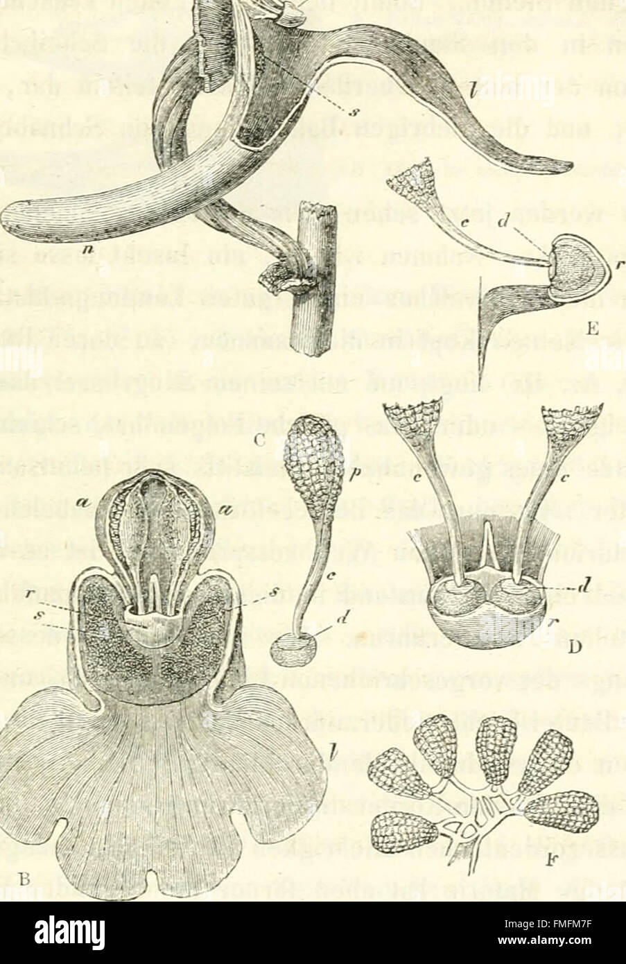 This 1862 work discusses the mechanisms of pollination in British and ...
