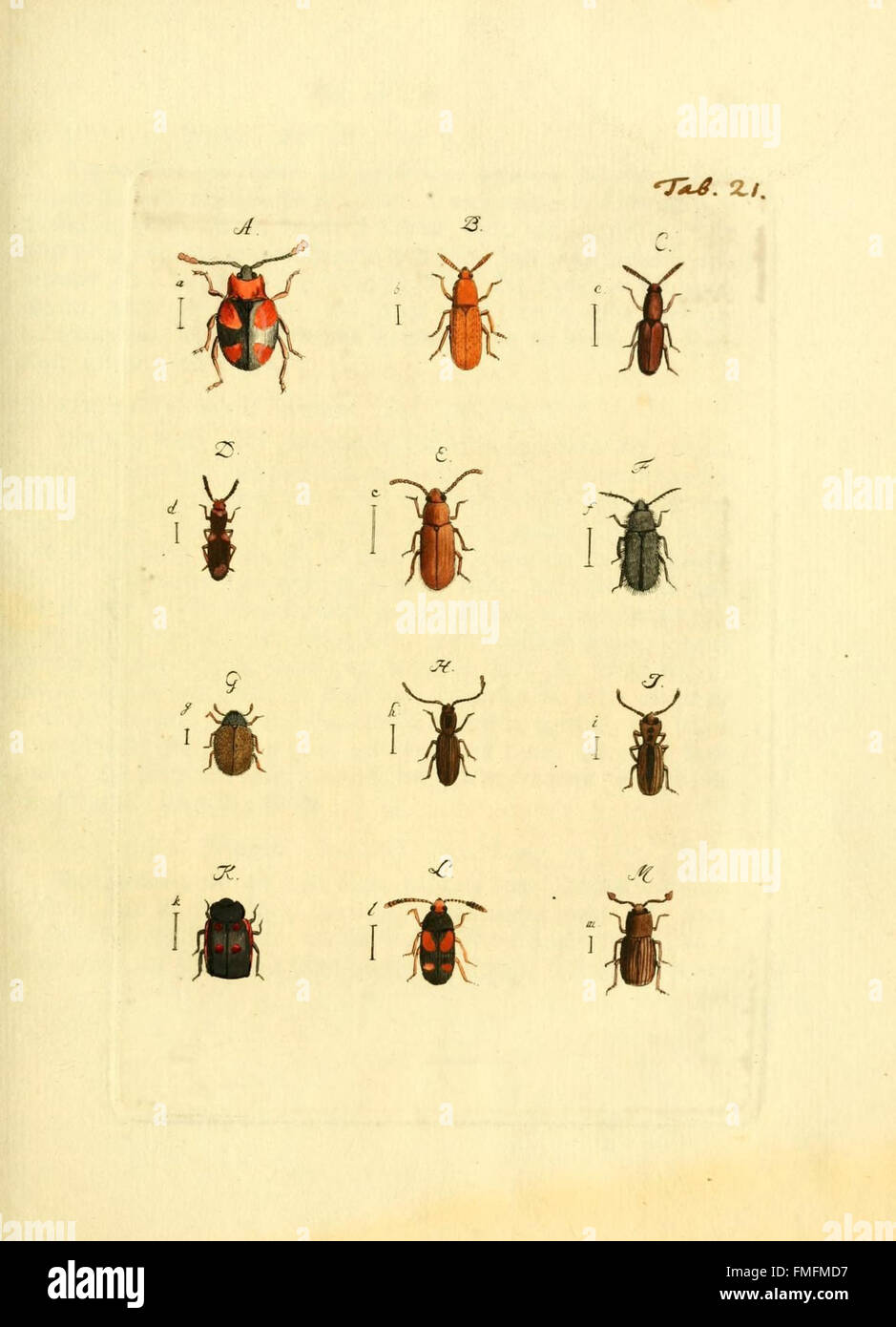 *Archiv der Insectengeschichte* is a comprehensive work focused on the ...